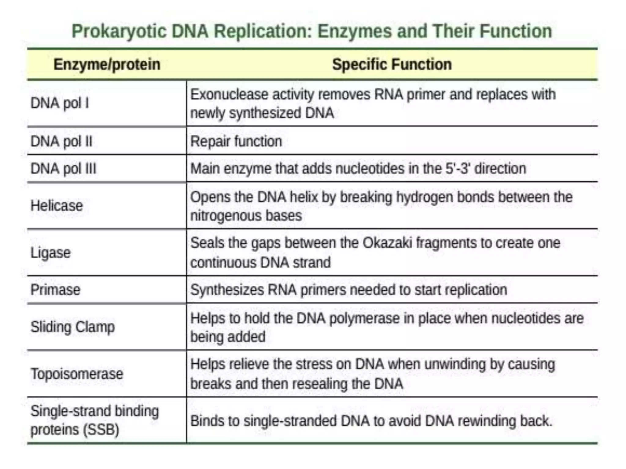 Prokaryotic DNA replication | PPTX
