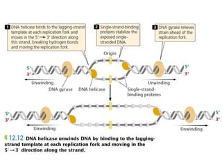 Prokaryotic Dna Replication Lagging Strand