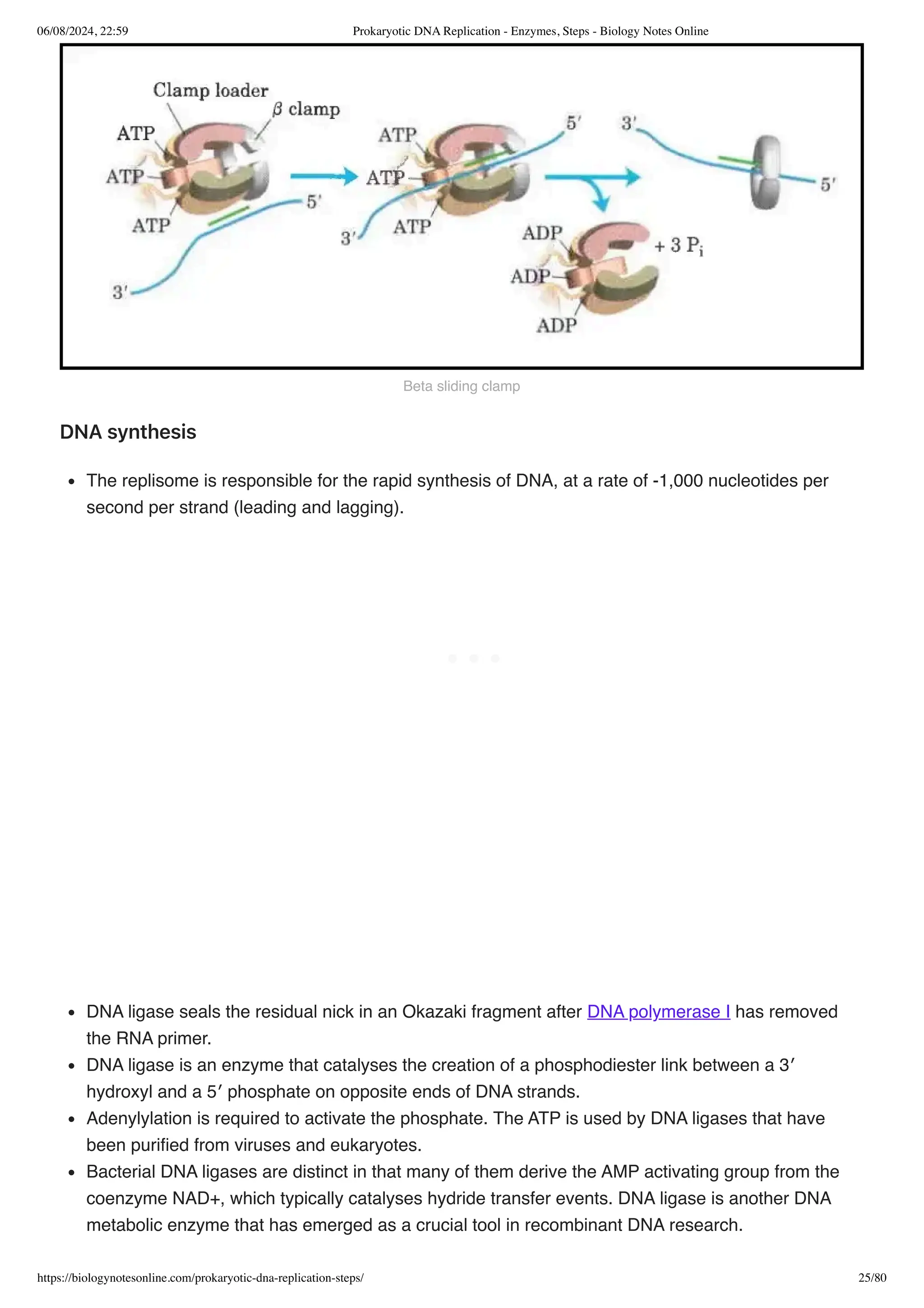 Prokaryotic DNA Replication - Enzymes, Steps - Biology Notes Online.pdf