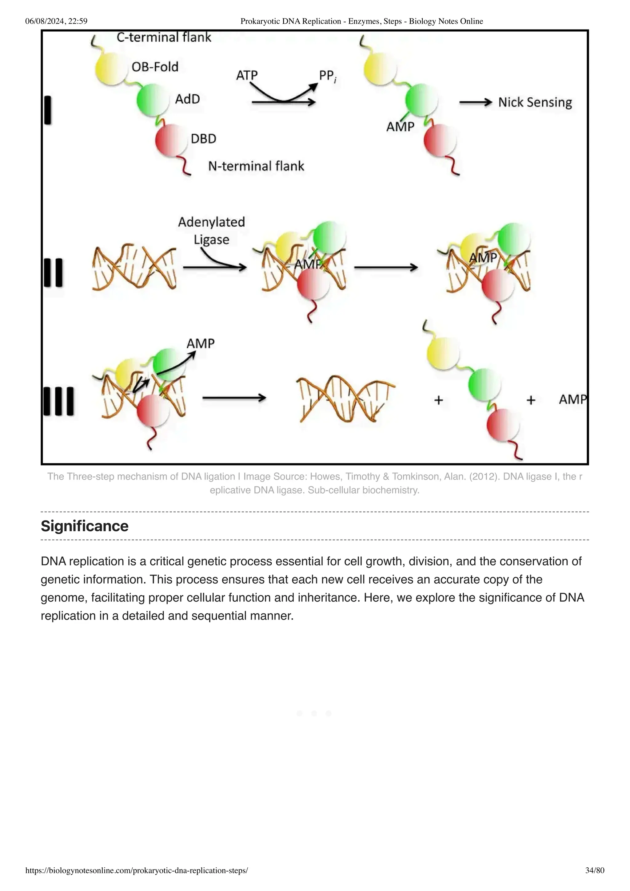 Prokaryotic DNA Replication - Enzymes, Steps - Biology Notes Online.pdf