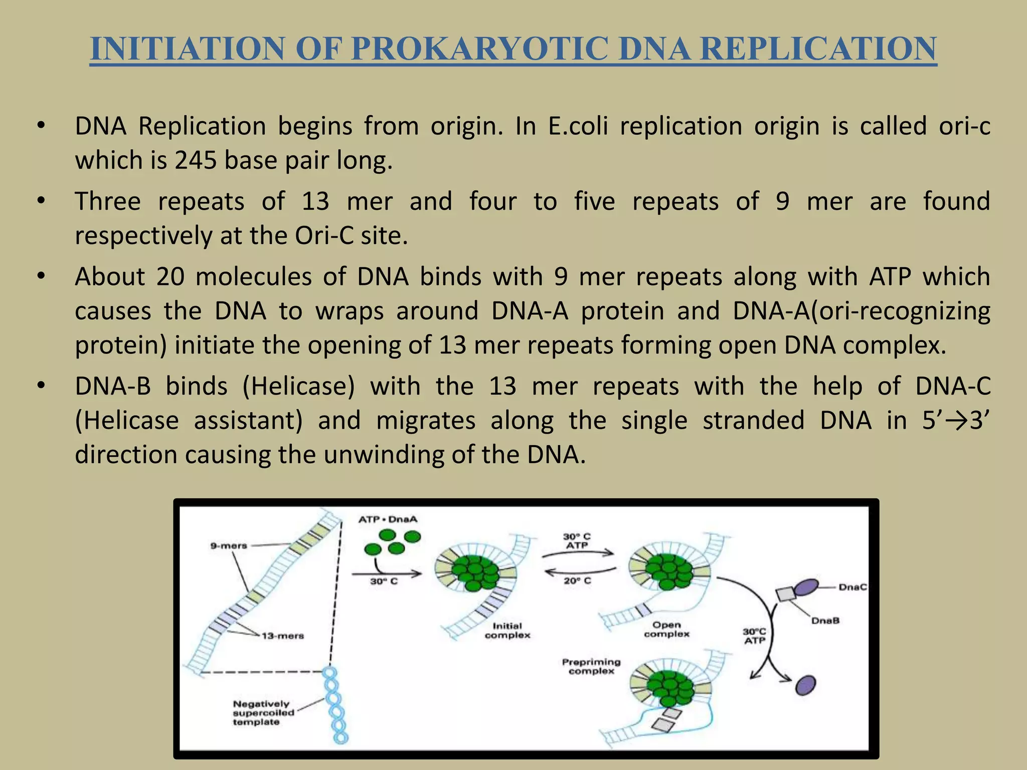 PROKARYOTIC DNA REPLICATION .pptx