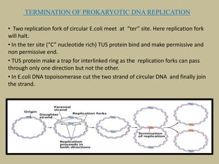 PROKARYOTIC DNA REPLICATION .pptx