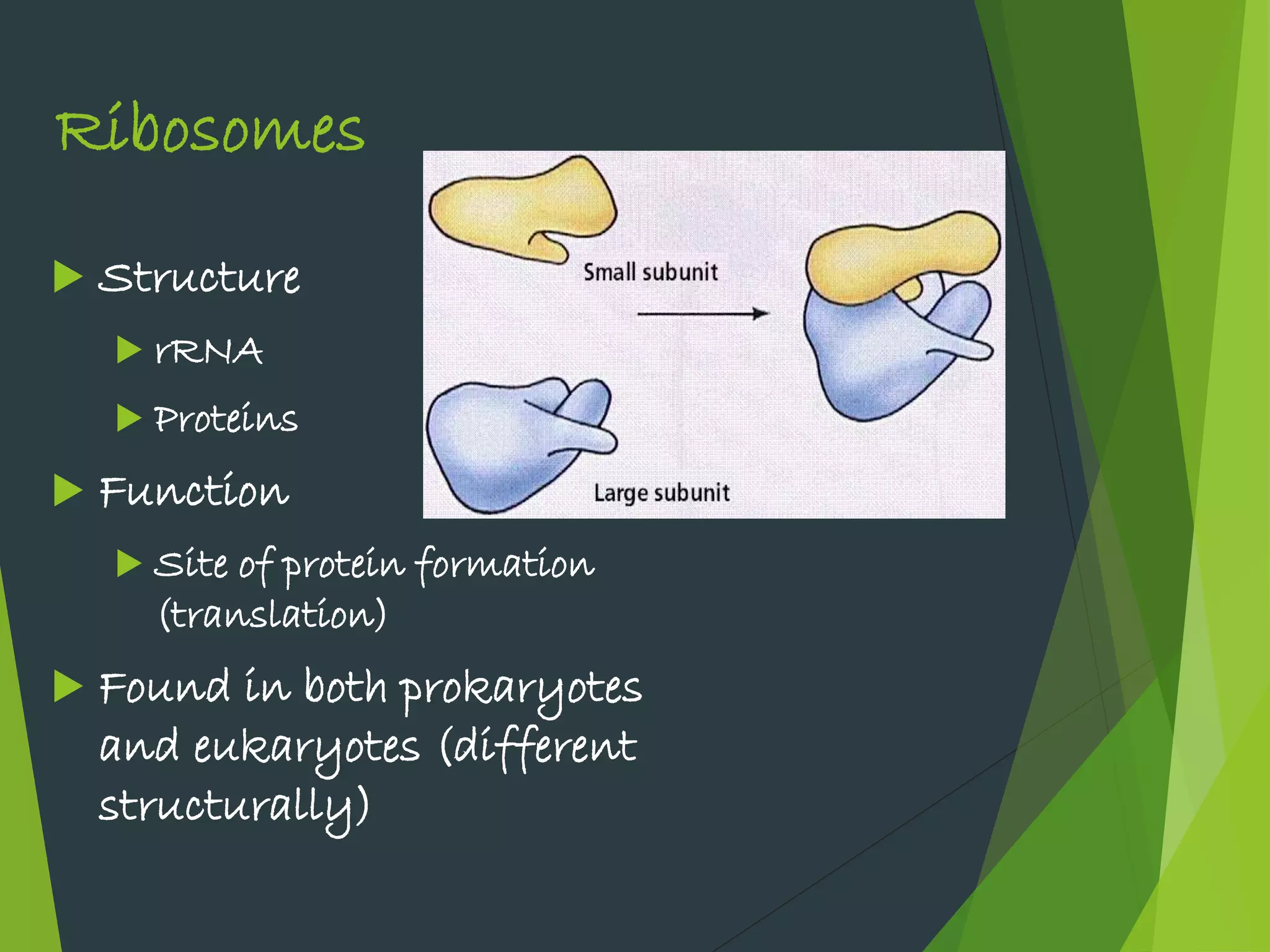 Prokaryotic &eukaryotic cells | PPTX
