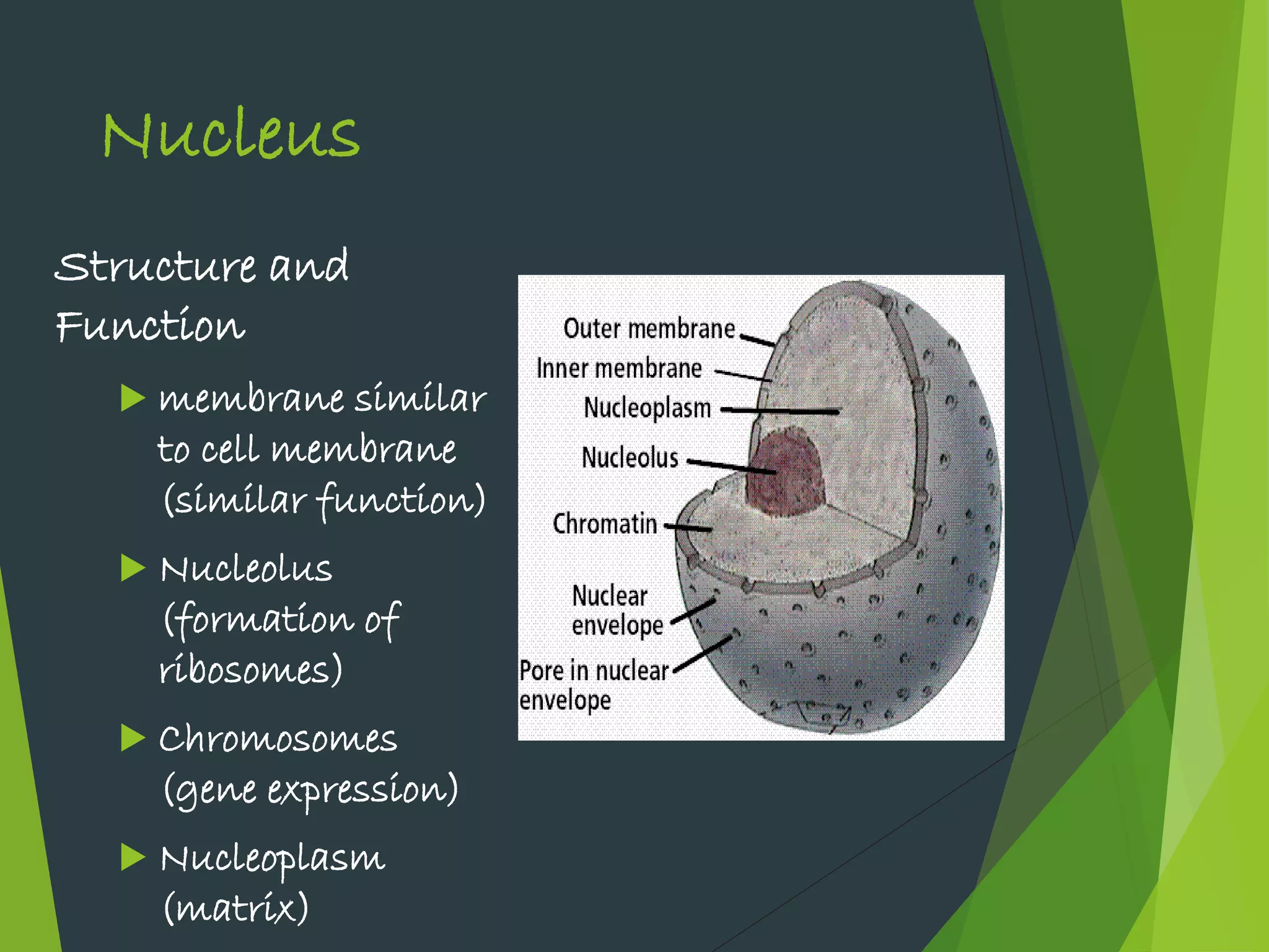 Prokaryotic &eukaryotic cells | PPTX