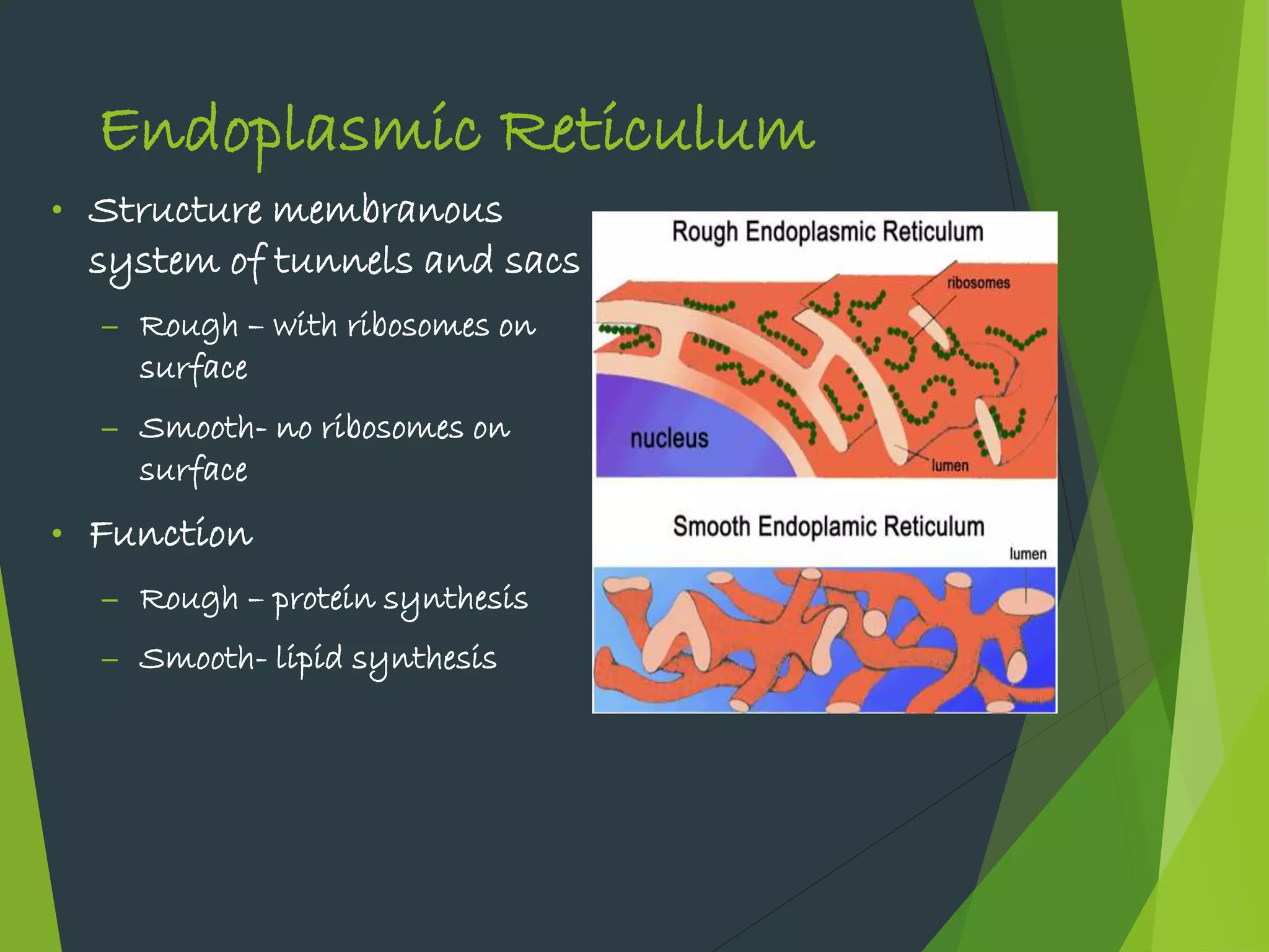 Prokaryotic &eukaryotic cells | PPTX