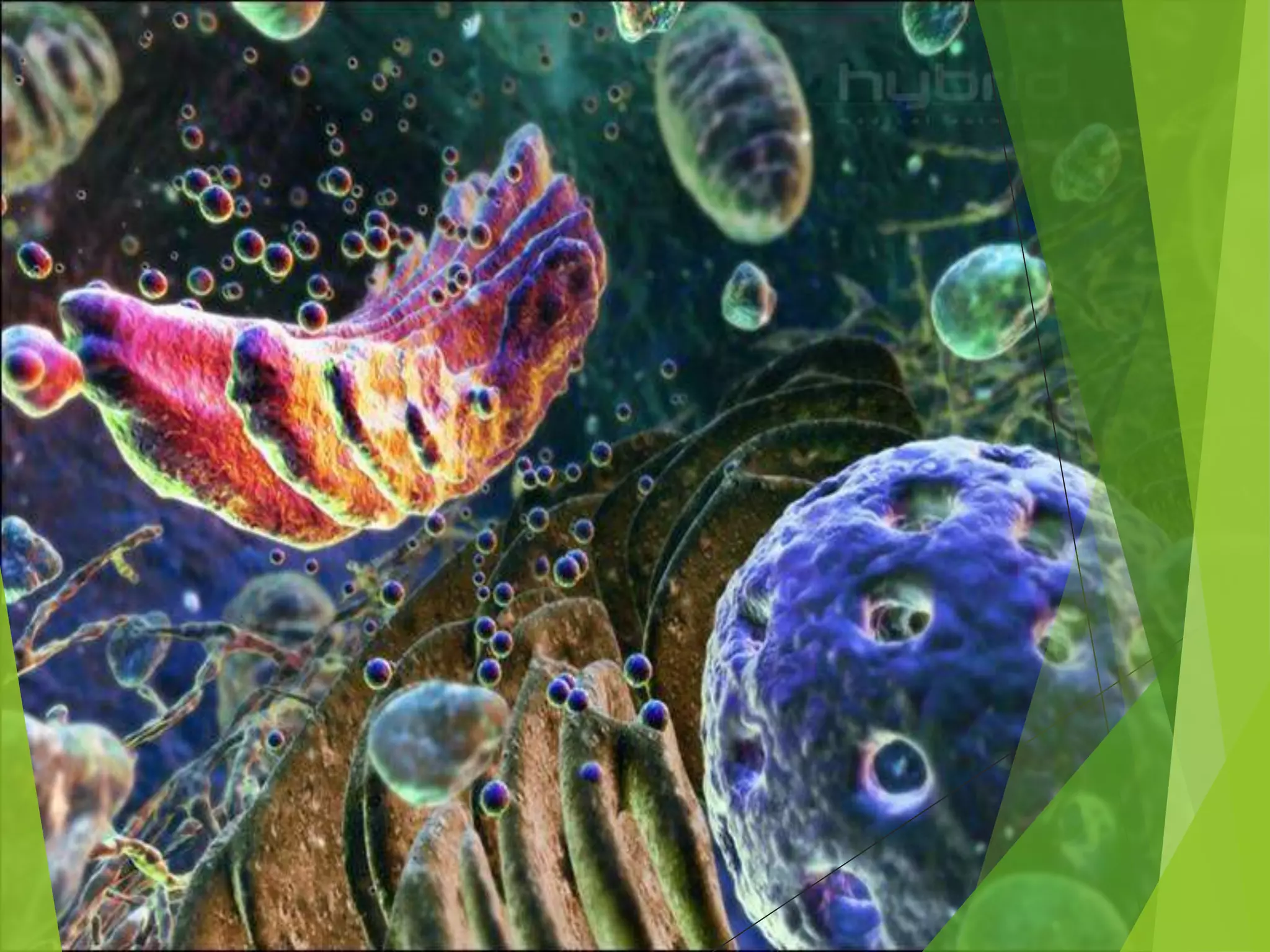 Prokaryotic &eukaryotic cells | PPTX