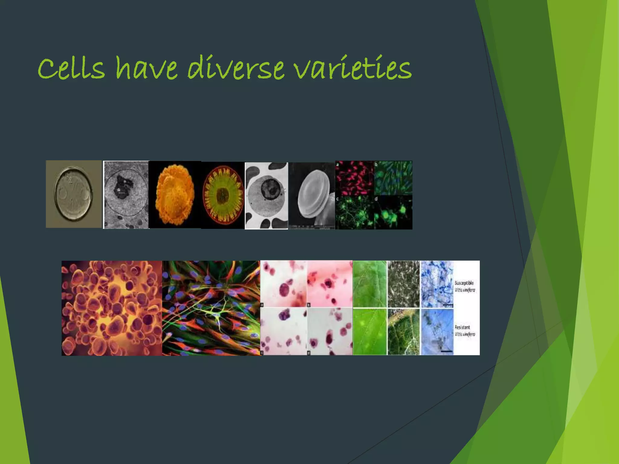 Prokaryotic &eukaryotic cells | PPTX