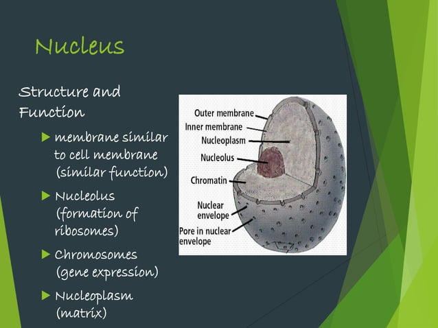 Prokaryotic &eukaryotic cells | PPTX | Biological Sciences | Science