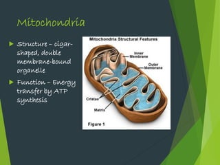 Prokaryotic &eukaryotic cells | PPTX