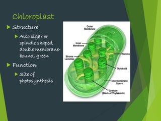 Prokaryotic &eukaryotic cells | PPTX