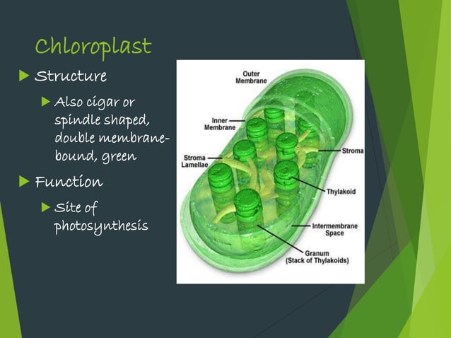Prokaryotic &eukaryotic cells | PPTX | Biological Sciences | Science