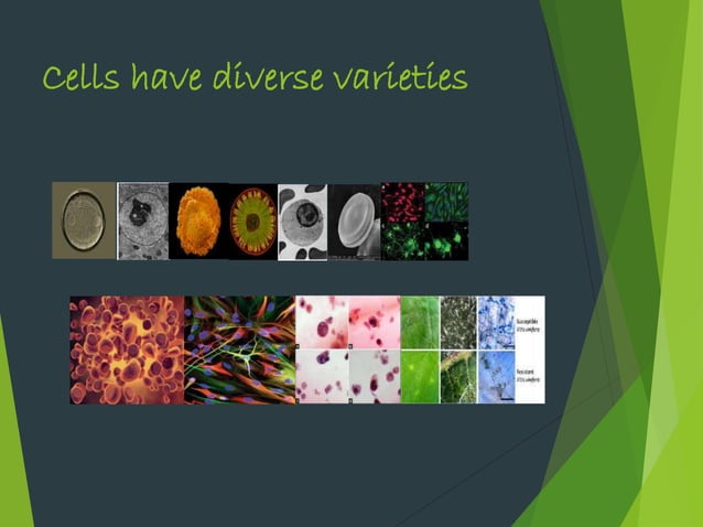 Prokaryotic &eukaryotic cells | PPTX | Biological Sciences | Science
