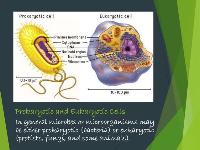 Prokaryotic &eukaryotic cells | PPTX | Biological Sciences | Science