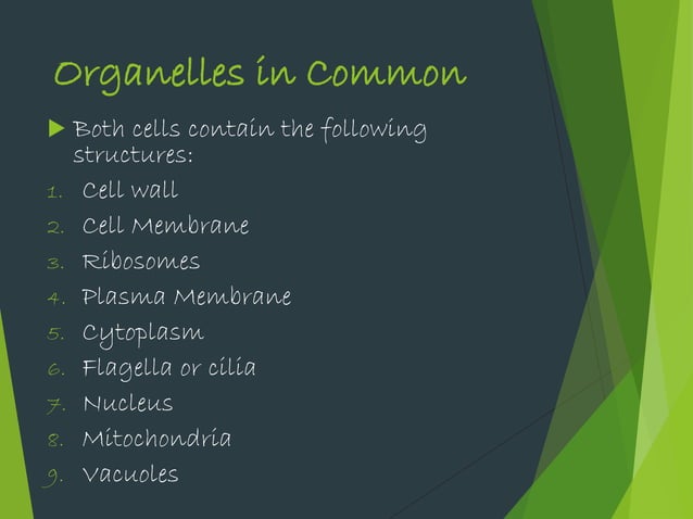 Ppt Prokaryotic And Eukaryotic Classification