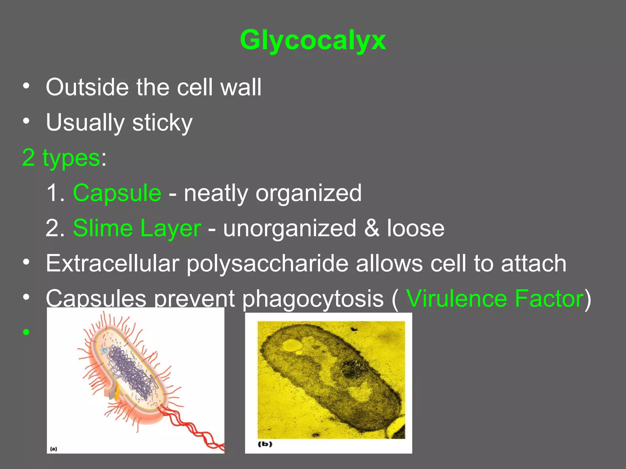 Prokaryotic & eukaryotic cells 3 | PPT