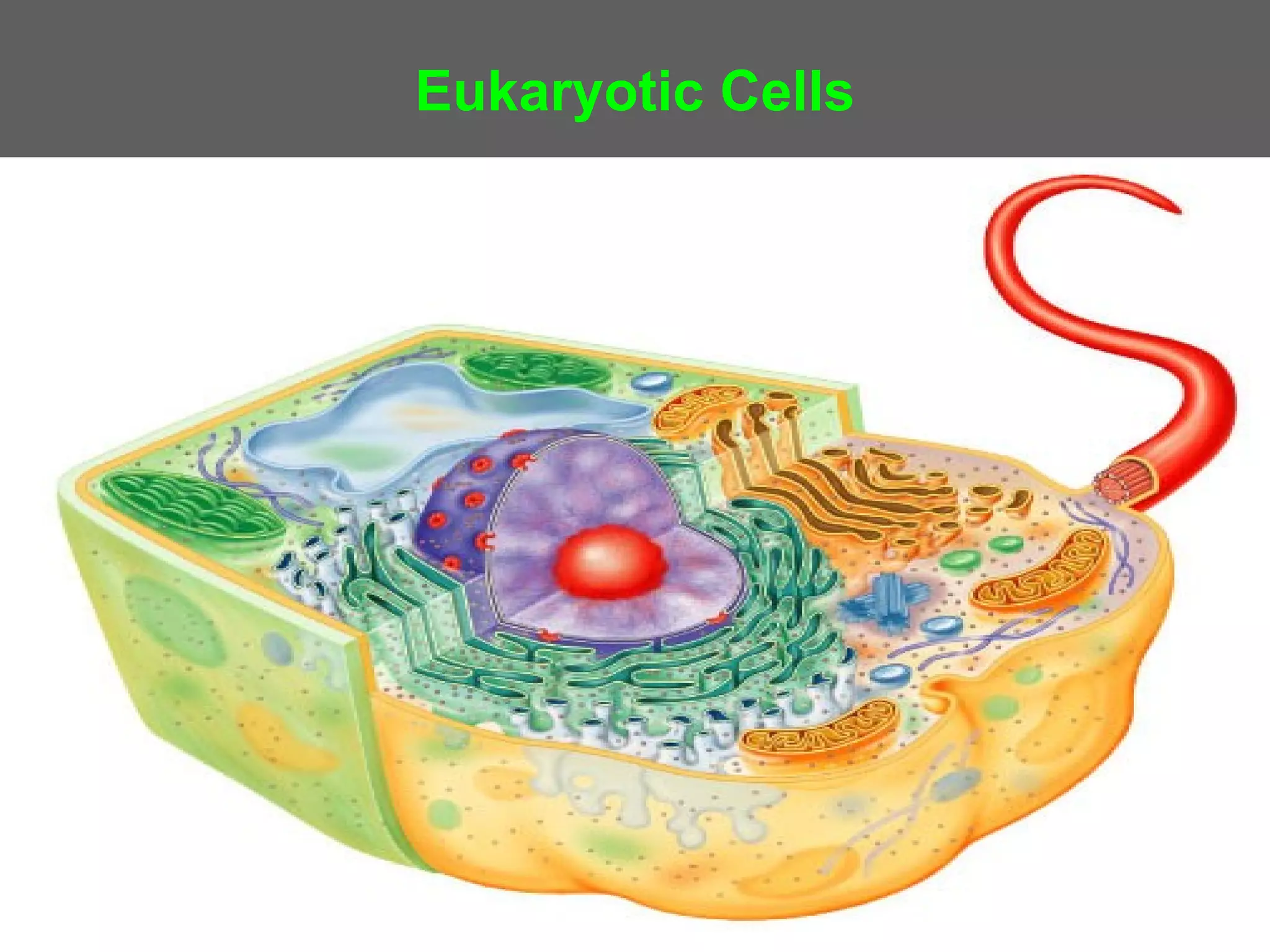 Prokaryotic & eukaryotic cells 3 | PPT