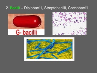 Prokaryotic & eukaryotic cells 3 | PPT