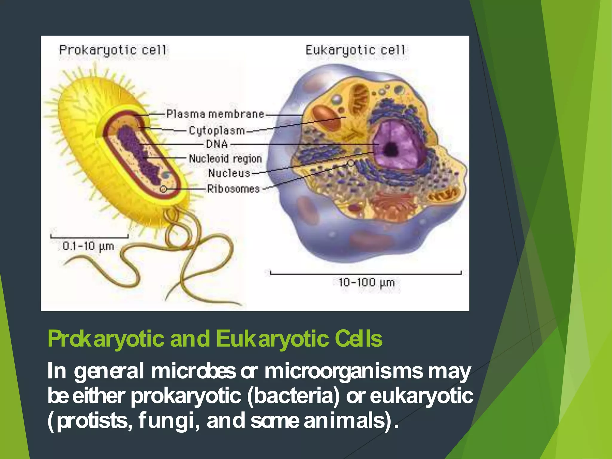 prokaryotic & eukaryoticcells-Structure and Function.pptx