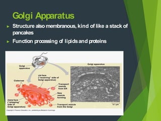 prokaryotic & eukaryoticcells-Structure and Function.pptx