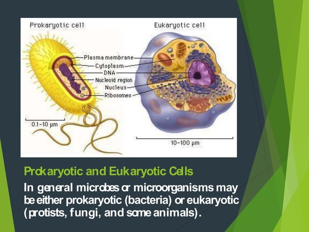 prokaryotic & eukaryoticcells-Structure and Function.pptx