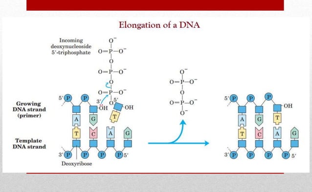 Prokaryotic & Eukaryotic Replication.pptx