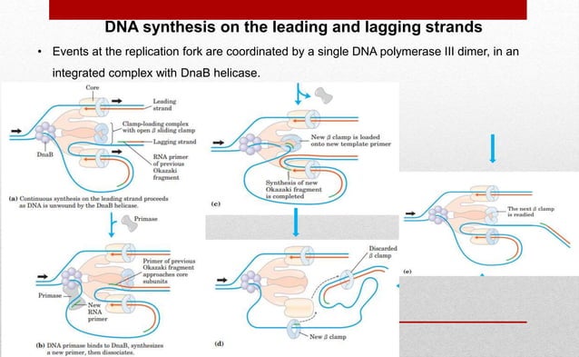 Prokaryotic & Eukaryotic Replication.pptx