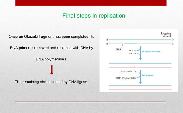 Prokaryotic & Eukaryotic Replication.pptx