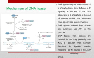 Prokaryotic & Eukaryotic Replication.pptx