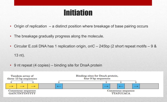 Prokaryotic & Eukaryotic Replication.pptx