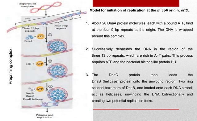 Prokaryotic & Eukaryotic Replication.pptx