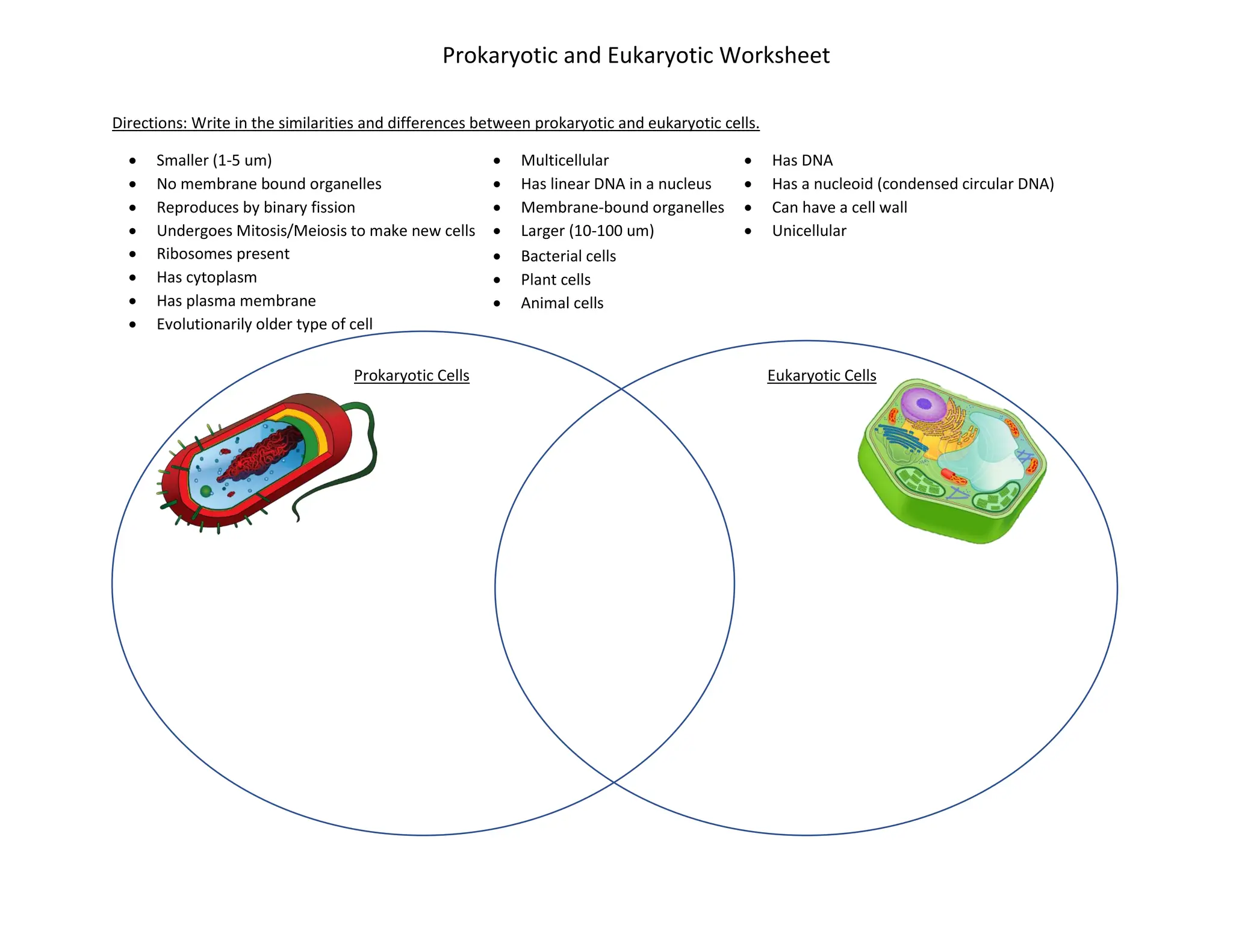Prokaryotic Eukaryotic Worksheet for AP biology | PPT