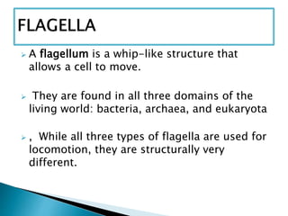 flagella structure and function | PPTX