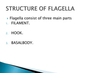flagella structure and function | PPTX
