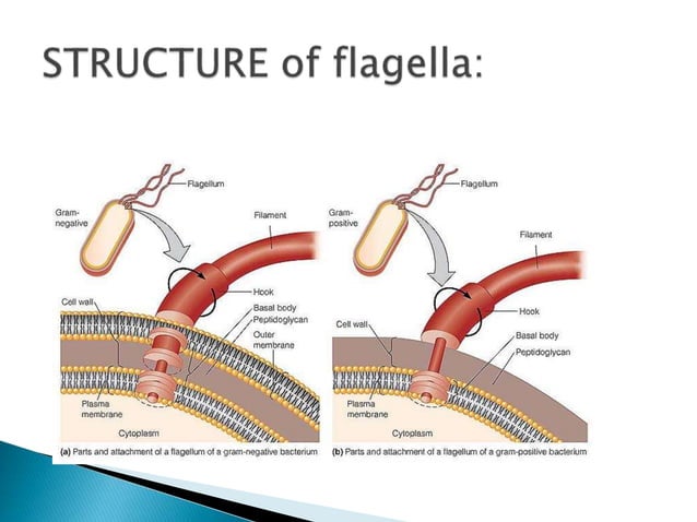 flagella structure and function | PPTX | Biological Sciences | Science
