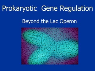 Prokaryotic Gene Regulation | PPT