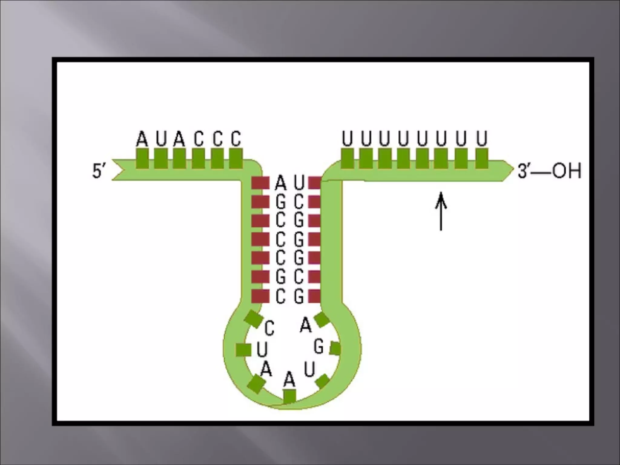 Prokaryotic gene regulation | PPT