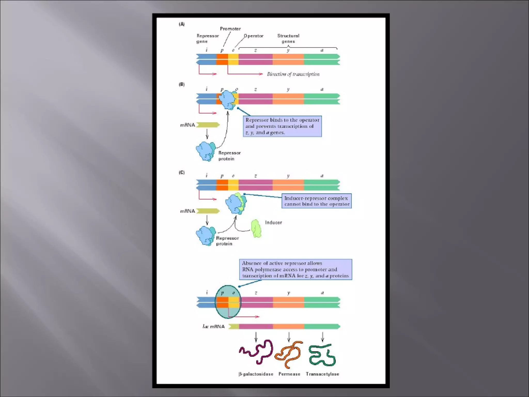 Prokaryotic gene regulation | PPT