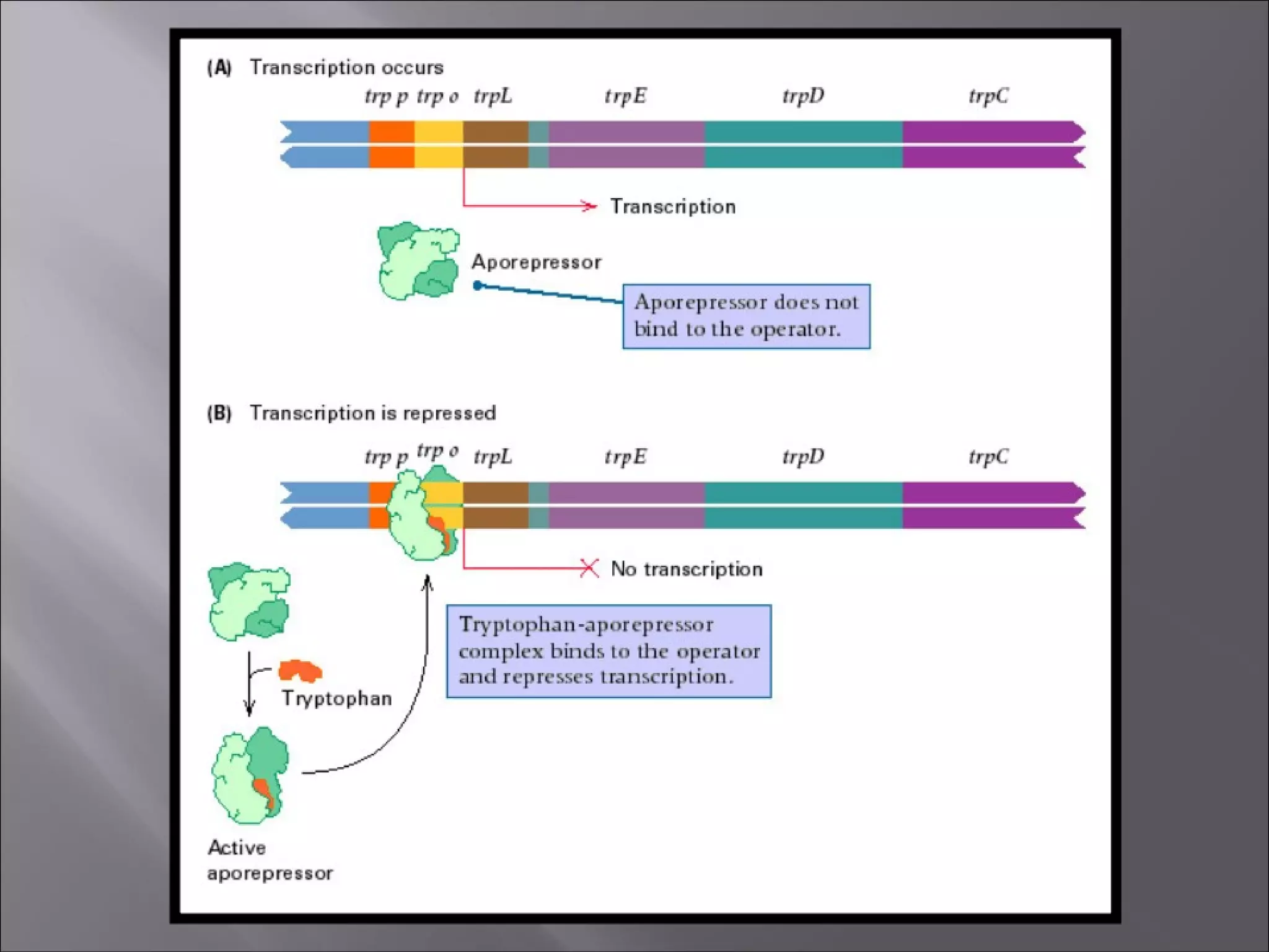 Prokaryotic gene regulation | PPT
