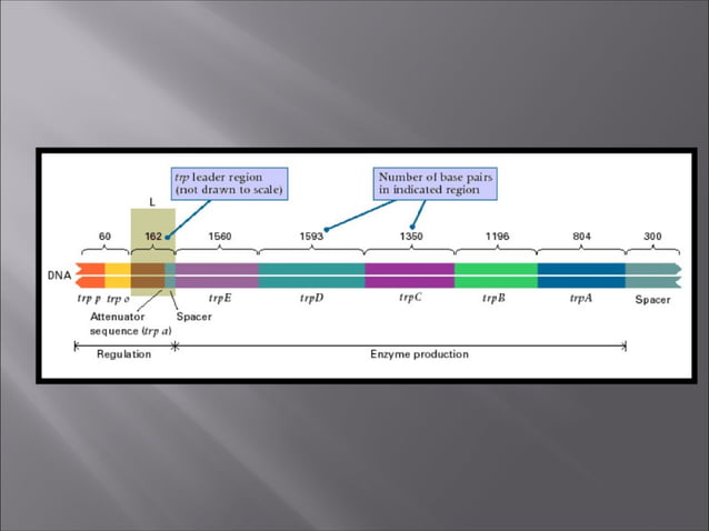 Prokaryotic gene regulation | PPT | Genetics | Science