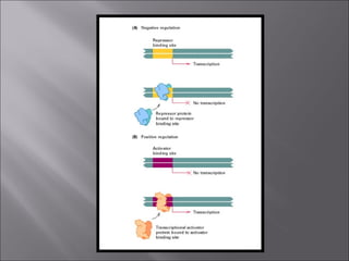 Prokaryotic gene regulation | PPT