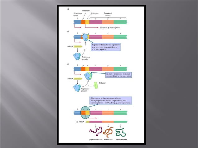 Prokaryotic gene regulation | PPT | Genetics | Science