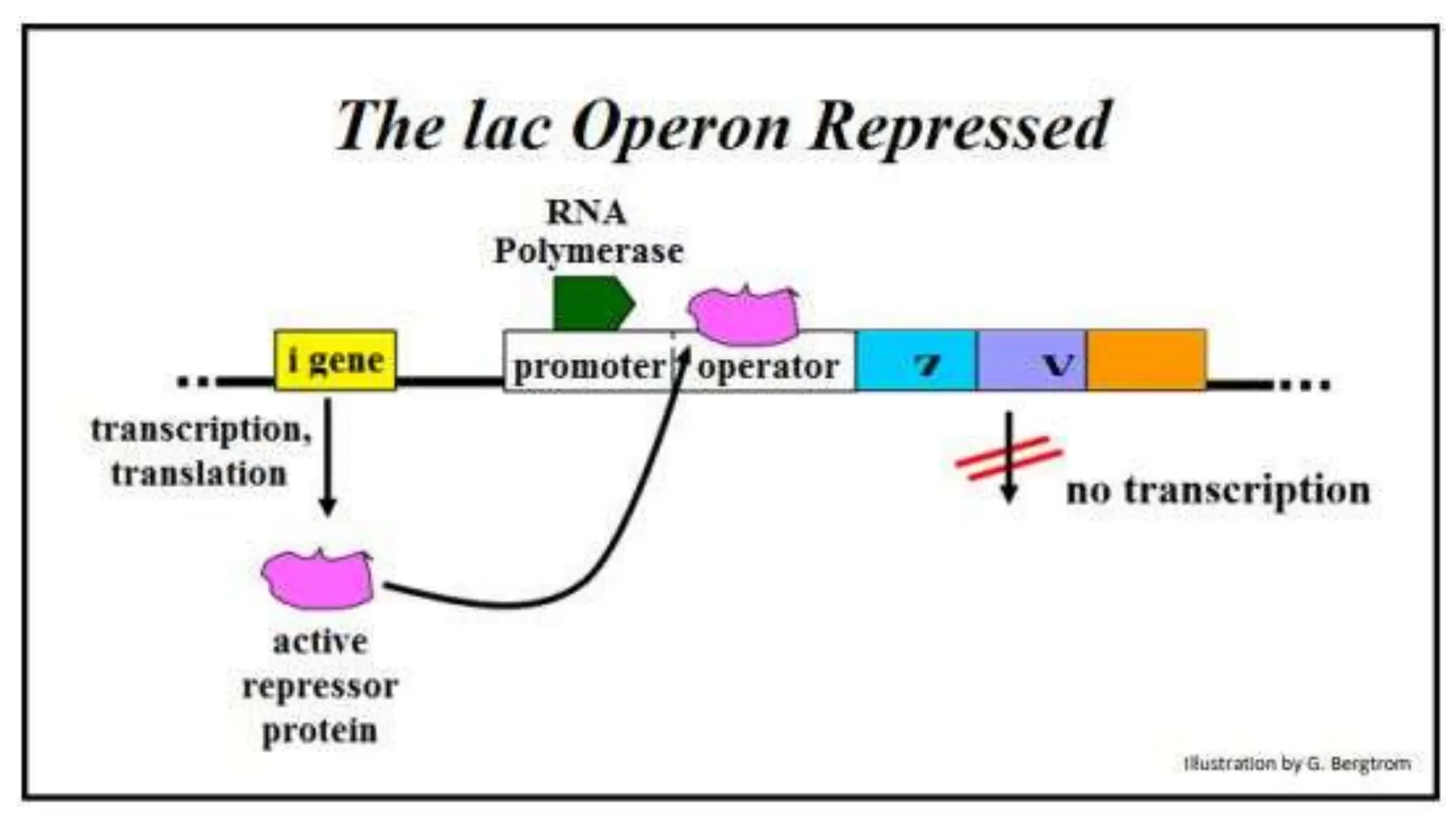 Prokaryotic gene regulation (operon).pptx