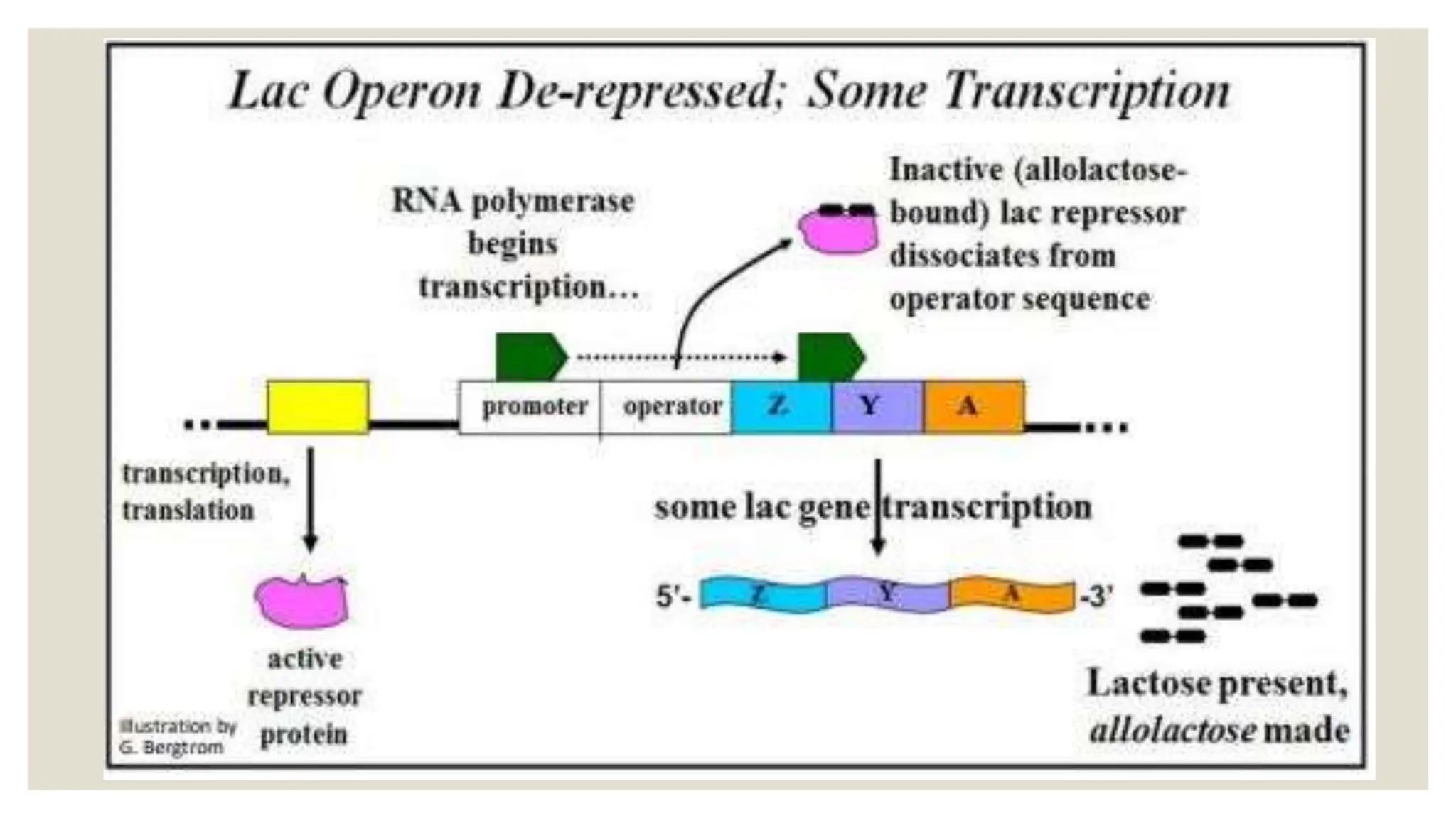Prokaryotic gene regulation (operon).pptx