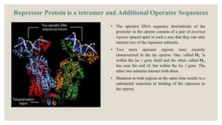 Prokaryotic gene regulation (operon).pptx