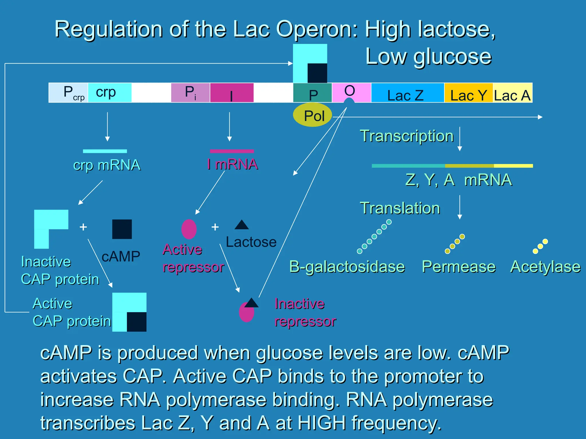 Prokaryotic Gene Regulation for life science.ppt