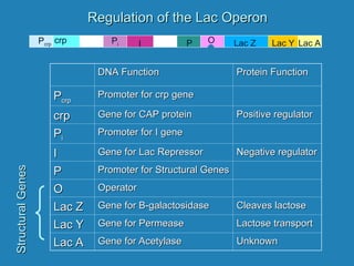 Prokaryotic Gene Regulation for life science.ppt