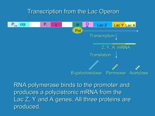 Prokaryotic Gene Regulation for life science.ppt