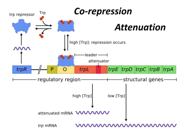 Prokaryotic gene regulation- Lecture 4.pptx