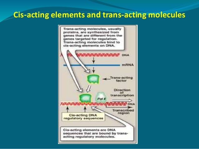 Prokaryotic regulation