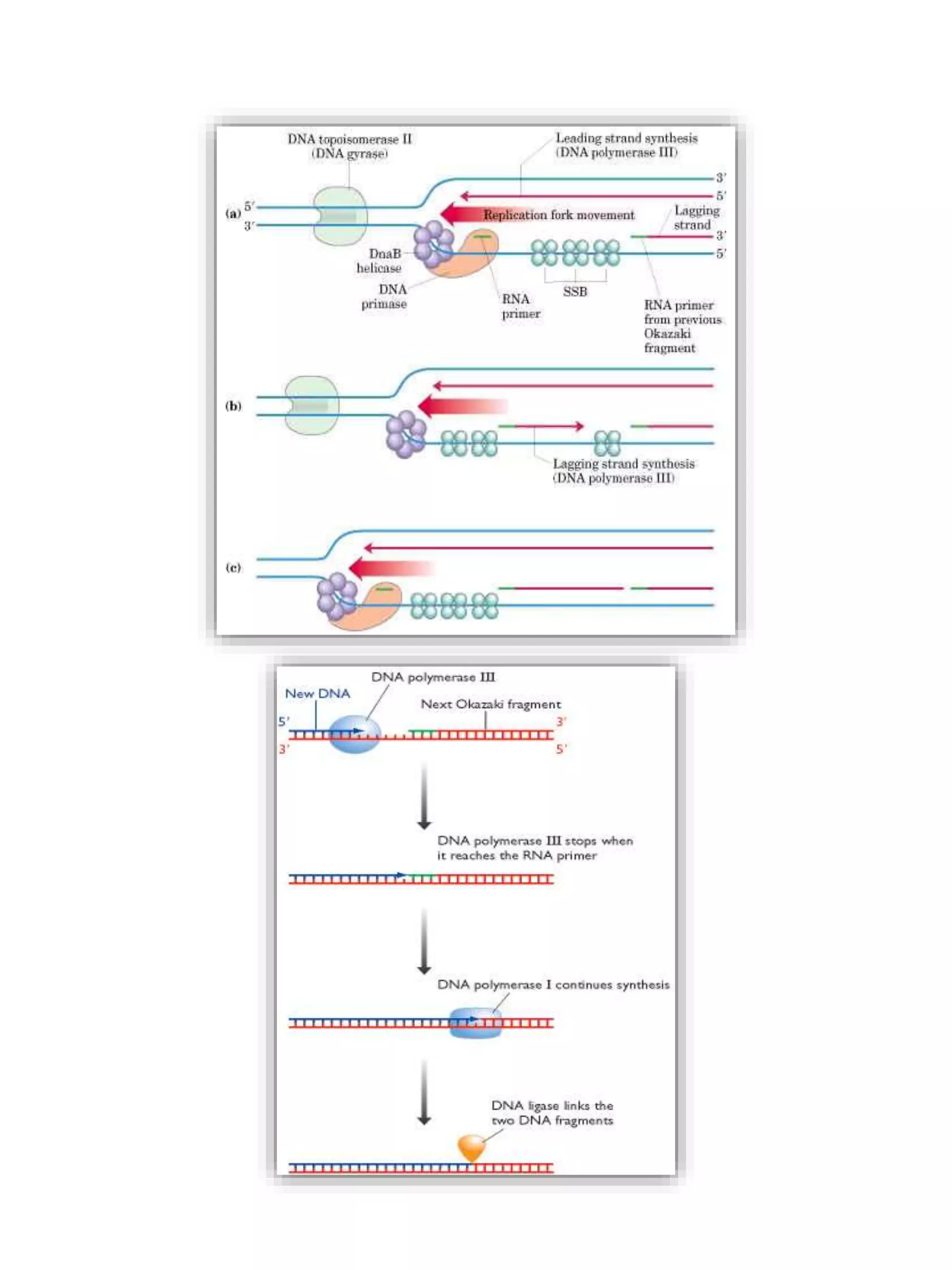 Prokaryotic replication | PPTX